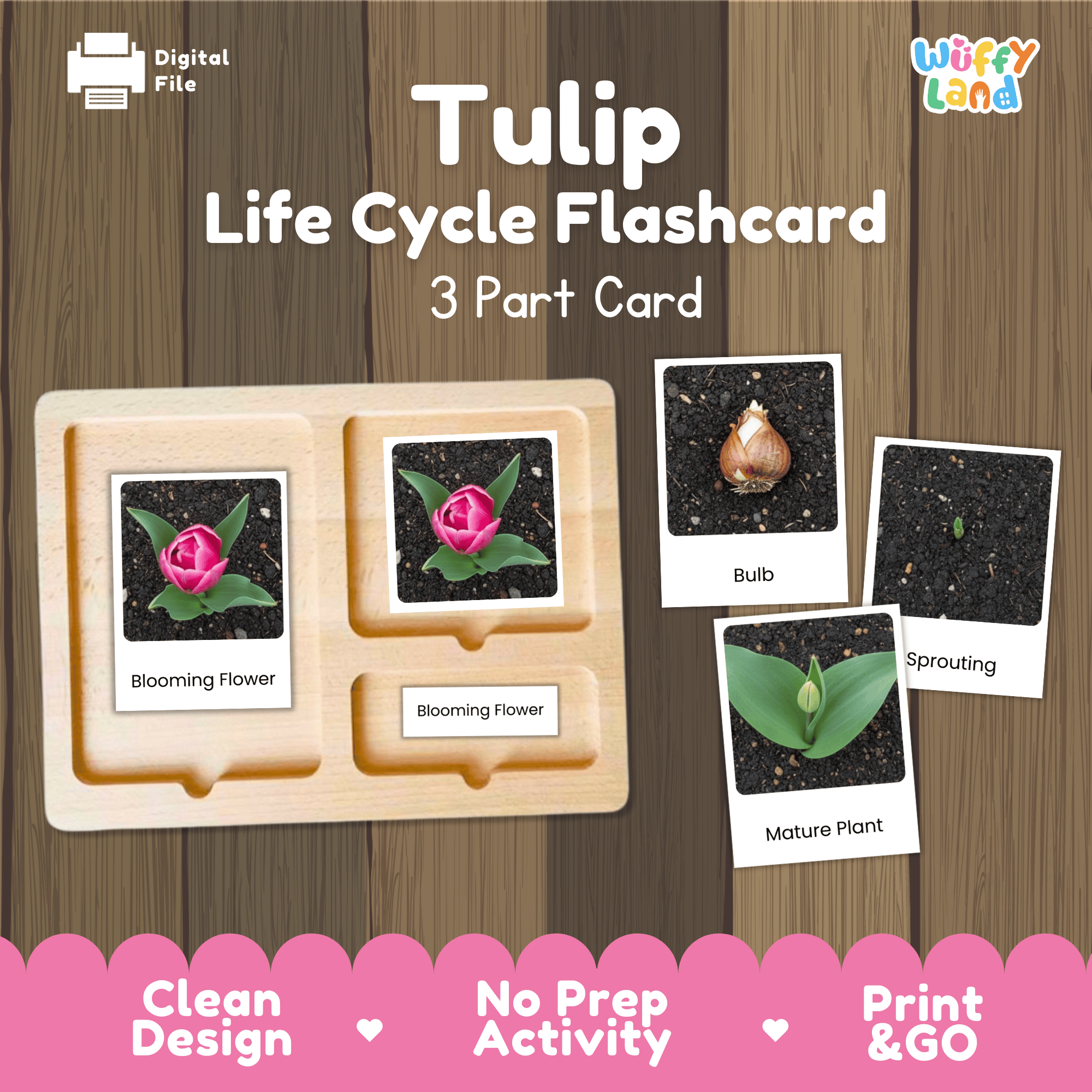 Tulip Life Cycle Montessori 3-Part Cards - Science Botany Flashcards ...