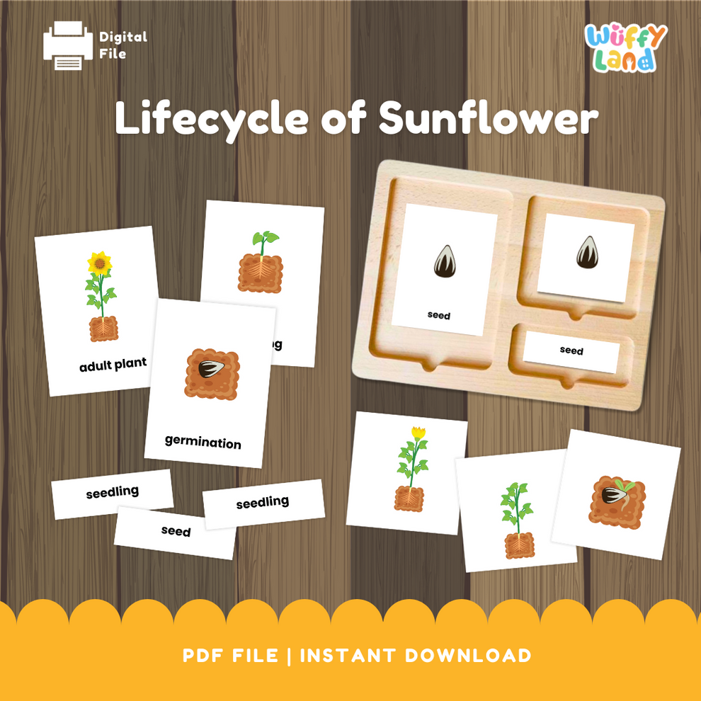 Sunflower Life Cycle Montessori 3-Part Cards – wuffyplayandlearn