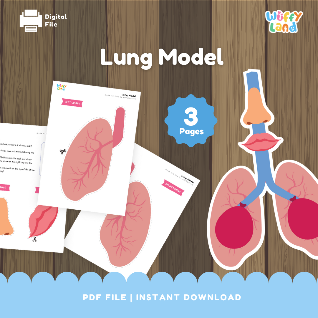 Lung model – wuffyplayandlearn