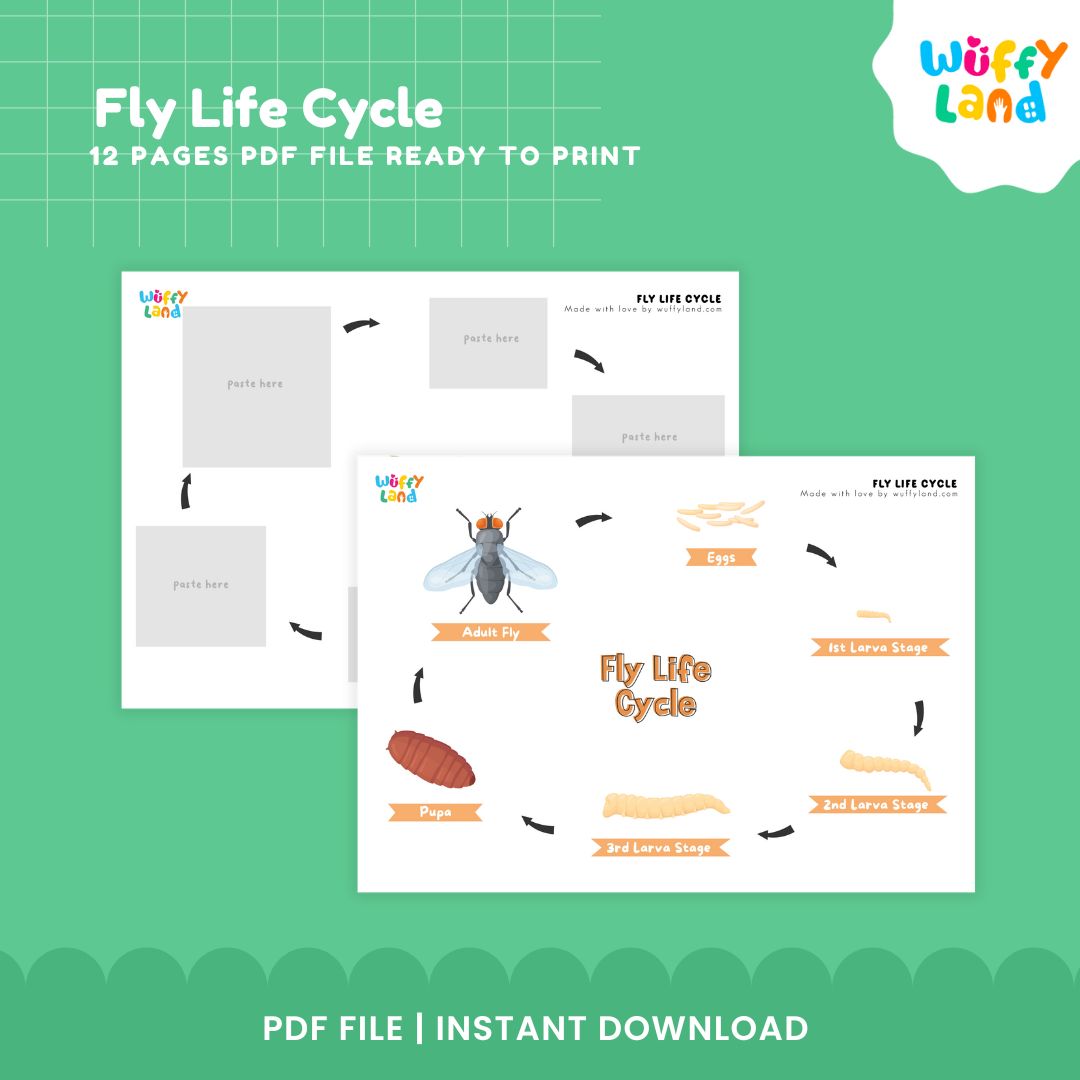 Fly Life Cycle Printable - Educational Science Activity for Kids - Mon ...