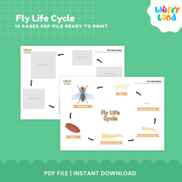 Fly Life Cycle Printable - Educational Science Activity for Kids - Mon ...