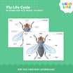 Fly Life Cycle Printable - Educational Science Activity for Kids - Mon ...