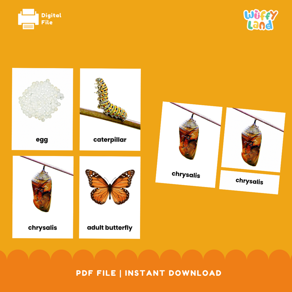 Butterfly Life Cycle 3 Part Cards - Montessori Science Activity ...