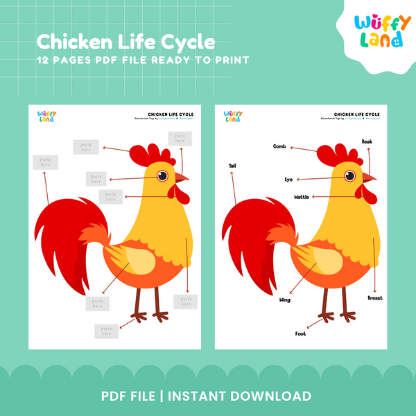 Chicken Life Cycle Printable - Educational Activity for Kids ...