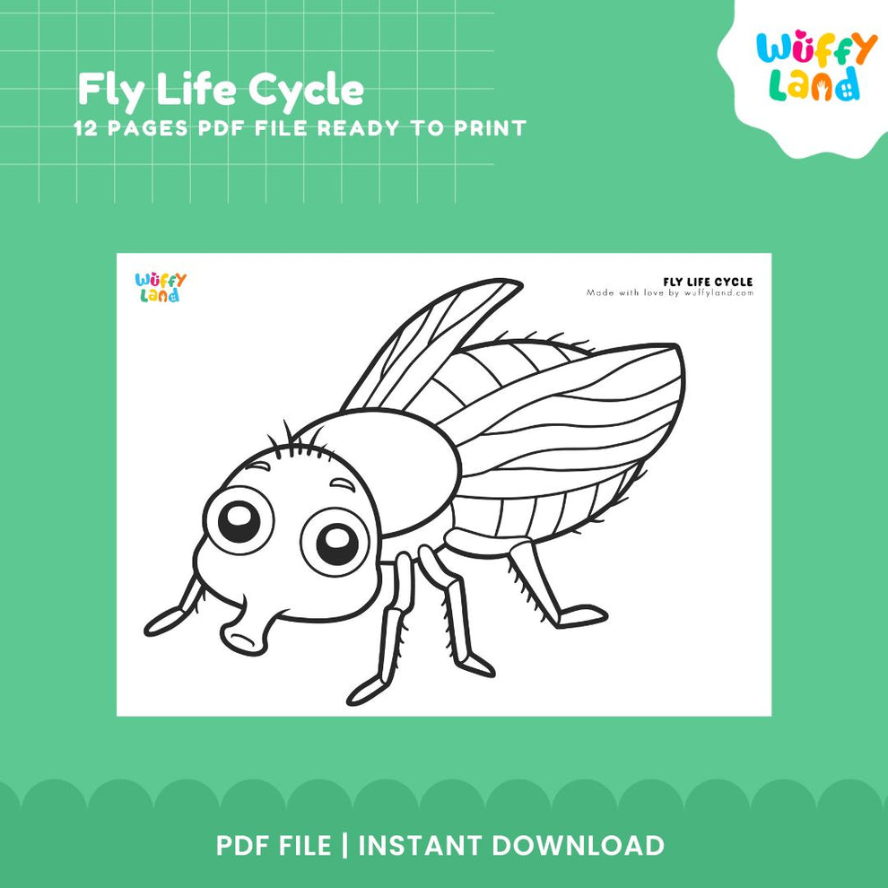 Fly Life Cycle Printable - Educational Science Activity for Kids - Mon ...